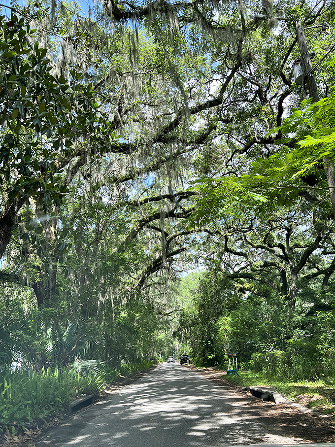 Nature's cathedral &ndash; driving through these moss-laden oak tunnels feels like entering a secret world where time moves at the pace of falling Spanish moss.