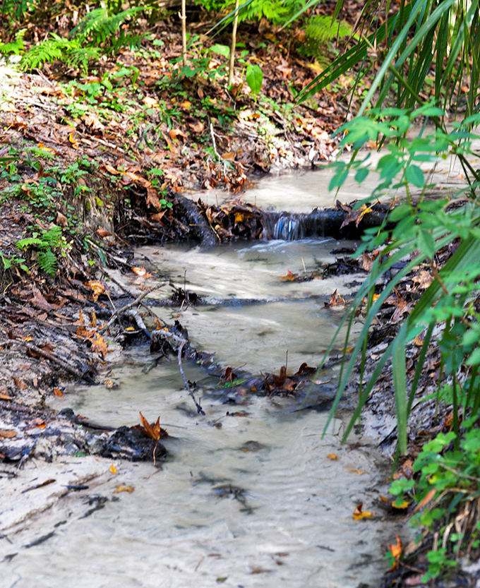 This isn't just any puddle &ndash; it's Florida's version of a mountain stream, gurgling along like it's auditioning for a nature documentary soundtrack.