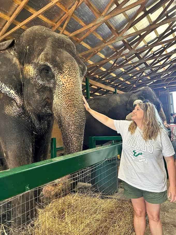 That moment when an elephant's trunk reaches toward you is pure magic, gentle and powerful all at once, creating memories that last forever.