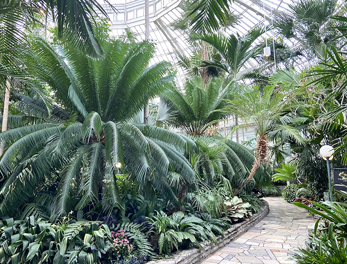 Step into the Palm Dome and suddenly Minnesota winters feel like a distant memory, replaced by tropical splendor and humidity that's actually welcome.