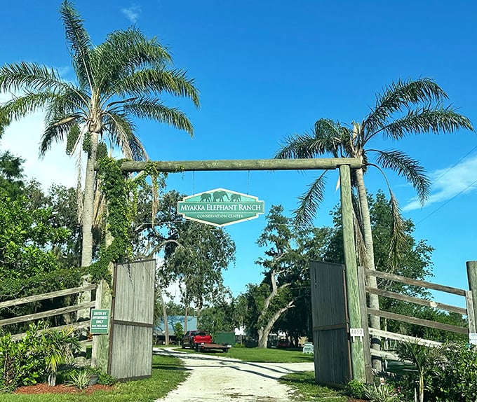Welcome to paradise! The entrance to Myakka Elephant Ranch promises wild adventures beyond those rustic wooden gates.