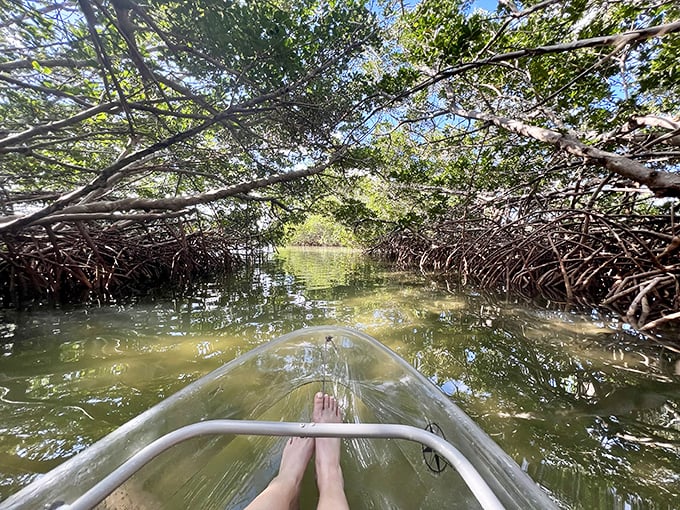 Nature's VIP lounge: Paddling through mangrove tunnels feels like accessing a secret world where sunlight filters through nature's own stained glass ceiling.