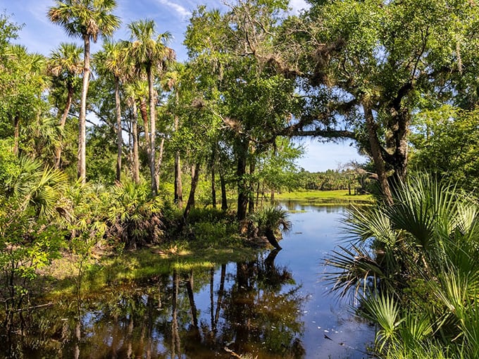 Nature's cathedral where sunlight filters through leafy canopies, creating dappled patterns on the forest floor below.