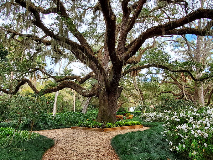 Spanish moss dangles like nature's chandeliers from this majestic oak's sprawling limbs.