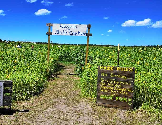 The maze entrance beckons like a floral challenge, where getting lost is actually the whole point and nobody minds if you cheat by peeking over the tops.
