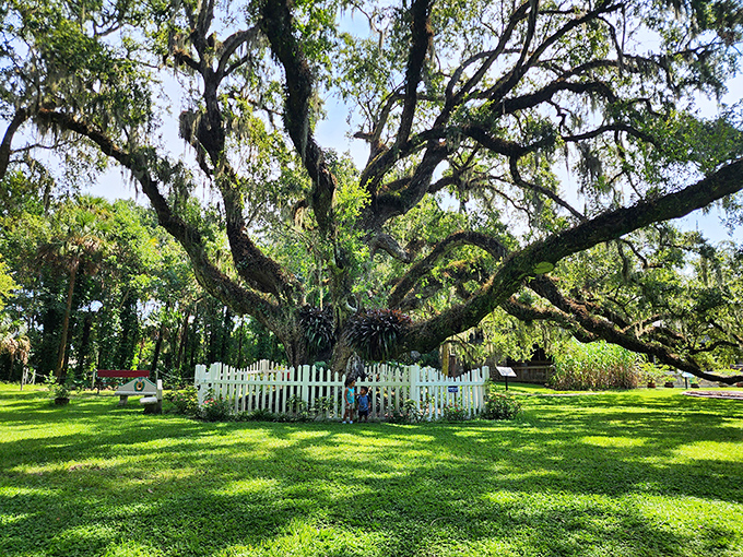 This ancient live oak, draped dramatically in Spanish moss, stands as a natural sentinel over the gardens, its sprawling branches creating nature's perfect canopy.