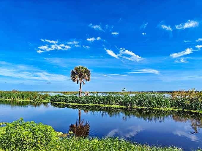 That lone palm tree isn't just showing off – it's Florida's version of a selfie stick for the landscape.