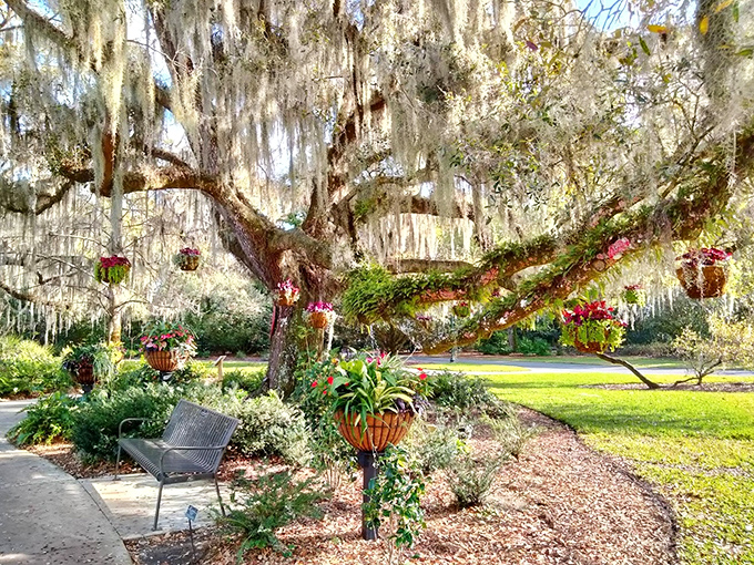 Nature's chandelier! Spanish moss drapes elegantly from ancient oaks at Leu Gardens, creating dappled shade over colorful flower displays.