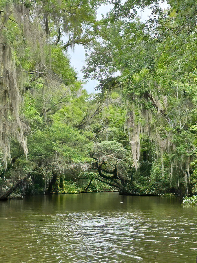 Lake Harris shows off its golden hour charm with tall grasses swaying in the breeze and cypress trees standing sentinel along its peaceful shores.