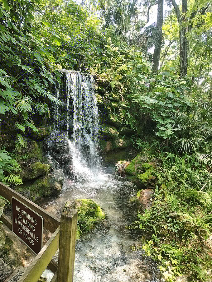 Rainbow Springs' man-made waterfall creates a picture-perfect scene, with crystal-clear water tumbling over moss-covered rocks into turquoise pools.