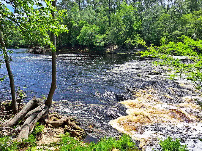 Even during calmer flows, Big Shoals creates gentle cascades over limestone ledges, perfect for peaceful nature appreciation.