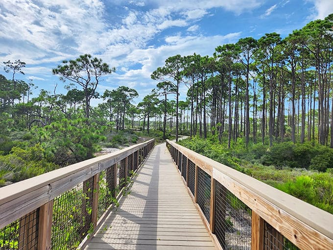 Wooden boardwalks lead through coastal dunes where sea oats dance in the Gulf breeze like nature's wind chimes.
