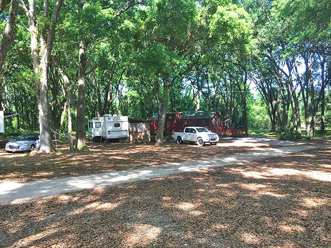 Shaded camping spots nestled among towering trees offer the perfect escape from everyday life. Forest bathing at its finest!