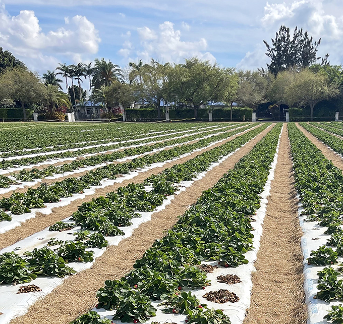 Perfectly maintained strawberry fields showcase Florida's agricultural heritage at Knaus Berry Farm, where farming traditions continue.