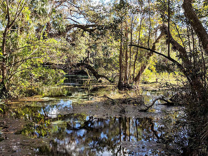 Sunlight dapples through the canopy onto Rainbow Springs' clear waters, where every submerged branch and pebble is visible in nature's own aquarium.