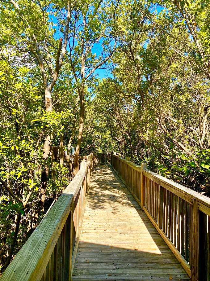 This wooden boardwalk isn't just a path, it's a front-row ticket to Florida's greatest natural show, minus the overpriced concessions.