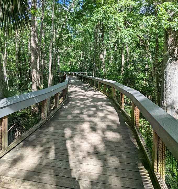Elevated boardwalks let you explore wetland areas without getting your feet wet, proving that sometimes the best view comes from staying dry and letting nature do its thing below.