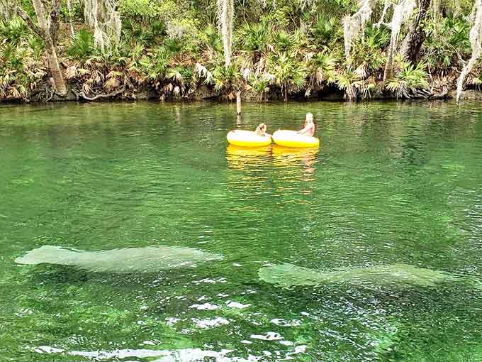 Clear Spring Water with Tubers: Yellow inner tubes drift lazily down nature's version of a lazy river &ndash; no artificial current needed here!