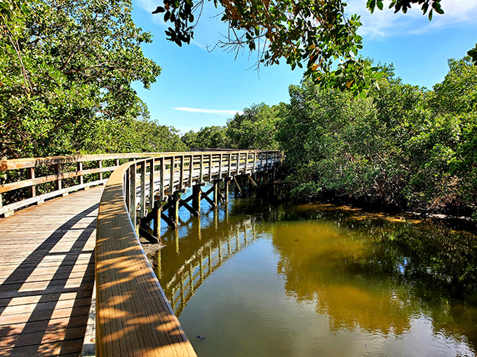 Sunlight dapples this curved wooden boardwalk as it meanders through the preserve's verdant mangrove tunnels.