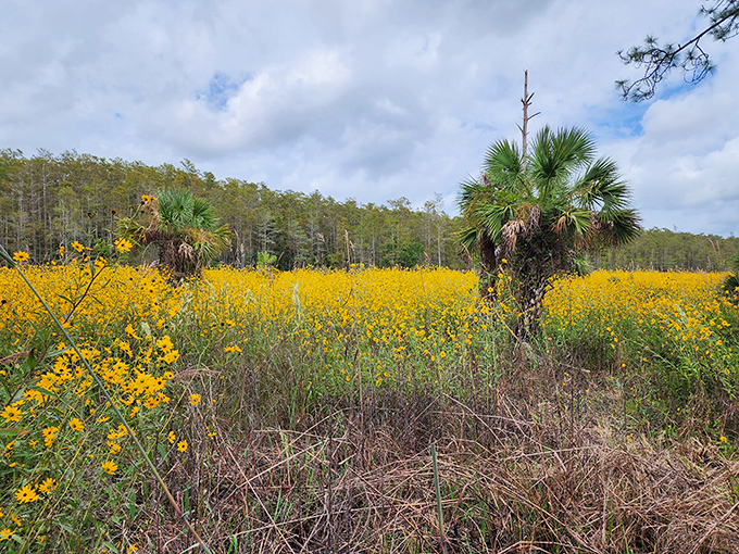 A sea of golden wildflowers bathes in Florida sunshine, creating a vibrant contrast against the deep green cypress sentinels standing guard.
