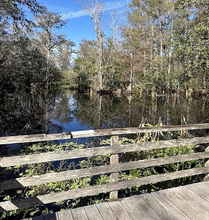 Mirror-like waters create perfect reflections of the cypress sentinels, a natural infinity pool where sky meets swamp in peaceful harmony.