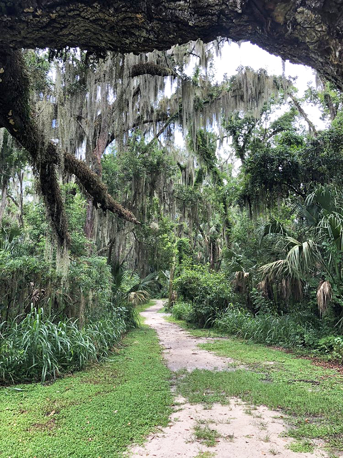 Spanish moss hangs like ghostly curtains from ancient oaks, creating natural tunnels that whisper stories of old Florida to those who listen.