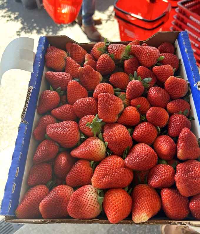 These beauties are what Florida strawberries look like when they're living their best life at peak ripeness.
