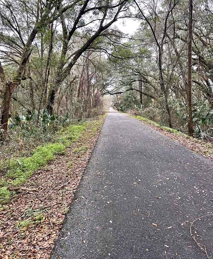 This tree-lined corridor proves that the best air conditioning comes courtesy of Mother Nature, who clearly knew what she was doing long before humans invented the thermostat.