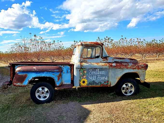 This vintage pickup truck has seen more seasons than most streaming services, standing proud as the farm's unofficial mascot and favorite photo backdrop.