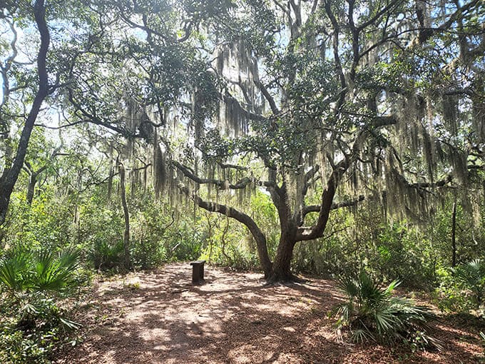 This live oak has been photobombing trail selfies since before selfies were invented, and it's not stopping now.