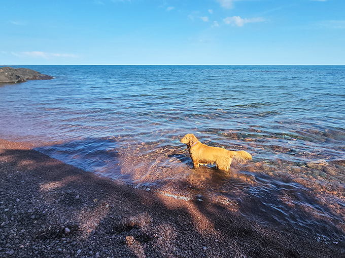 Even the dogs know Lake Superior's the star attraction &ndash; cold water can't dampen the pure joy of splashing in the world's largest freshwater lake.