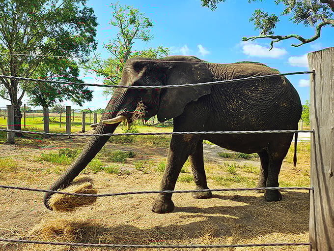 Majestic profile against Florida's blue sky &ndash; this gentle giant roams freely in a sanctuary designed for elephant happiness.