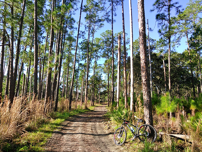 Tall pines create nature's cathedral along this serene trail, where sunlight filters through in golden shafts that photographers dream about.