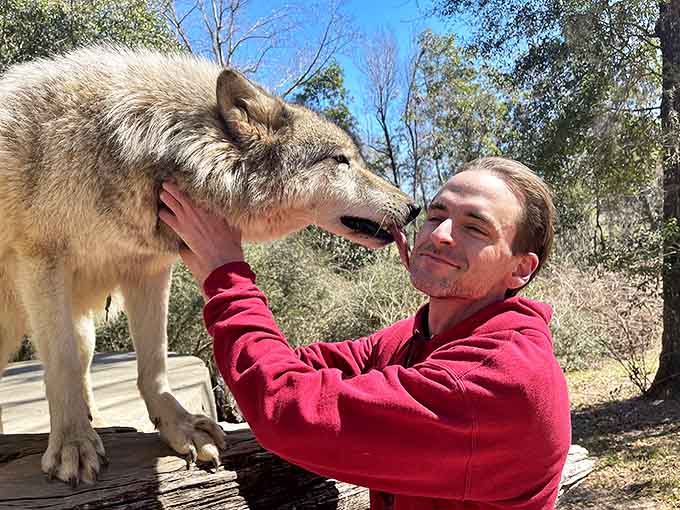 A tender moment between wolf and human shows the unexpected gentleness of these misunderstood creatures. That's no puppy dog – that's wild trust.