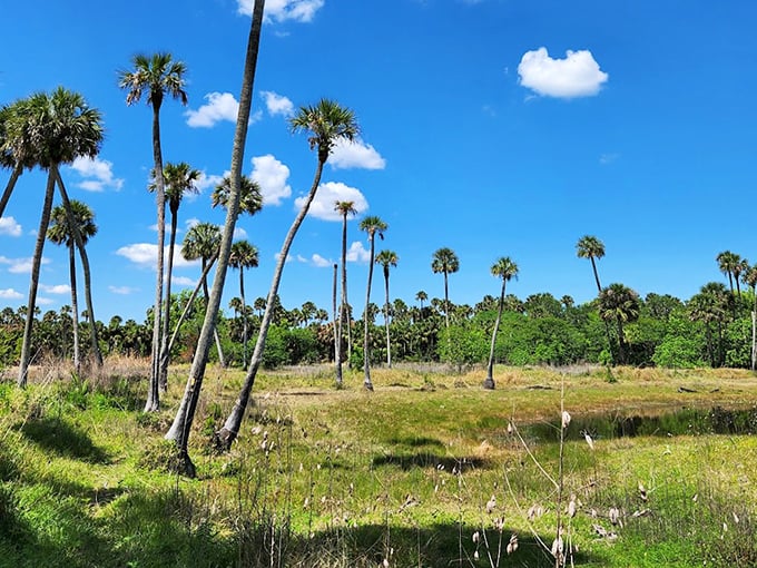 An open meadow dotted with palm trees standing tall like nature's exclamation points against Florida's impossibly blue sky.