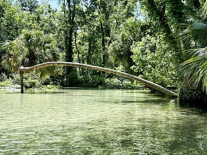 Nature's diving board: This low-hanging tree branch has been tempting adventurous souls to make a splash for generations.