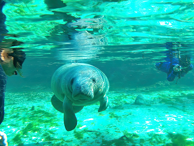 "Excuse me, do you have a moment to talk about our lord and savior, sea grass?" This curious manatee seems ready for a chat.