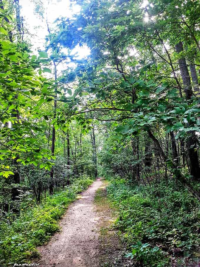 Nature trails wind through the park, inviting visitors to explore while imagining the footsteps of ancient giants.