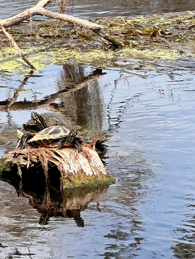 Turtles sunbathe on a fallen log, stacked like nature's own high-rise condo. Florida real estate is competitive even for the shelled residents!
