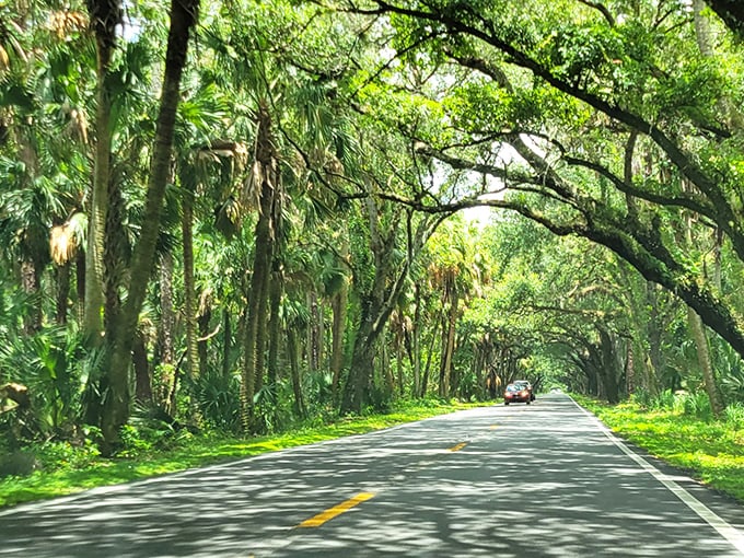 Palms and pines stand sentinel along stretches of the highway, Florida's natural welcoming committee.