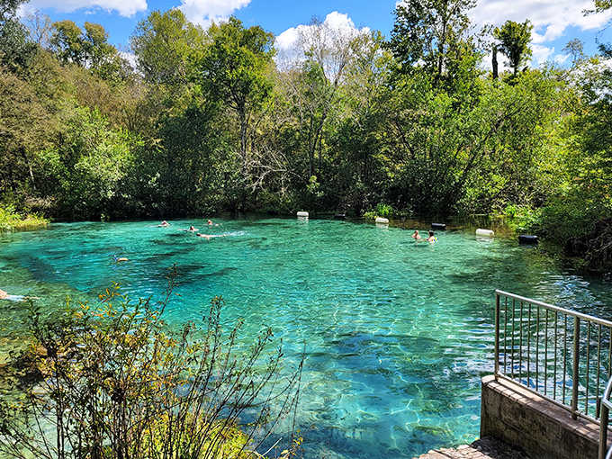 Ichetucknee Springs invites swimmers to glide through its pristine blue waters, with lush greenery creating a perfect natural frame.