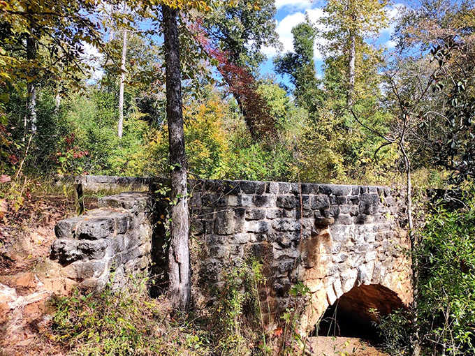Torreya State Park's dramatic bluffs offer rare elevated views across the mighty Apalachicola River, breaking all Florida stereotypes.