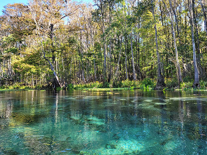 Visitors enjoy the refreshing 72-degree waters of Ichetucknee Springs, floating lazily where generations of Floridians have sought summer relief.
