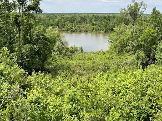 The lush forest canopy at Torreya shelters endangered trees that have existed since dinosaur times.