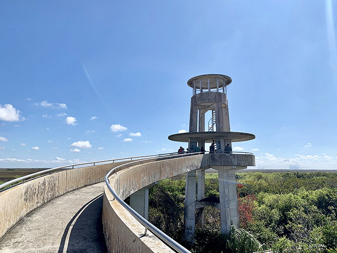 The observation tower at Everglades National Park offers panoramic views across the "River of Grass," where wildlife spotting becomes an addictive pastime.
