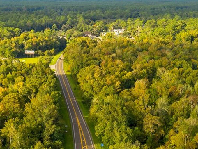 The Florida Black Bear Scenic Byway winds through the heart of Ocala National Forest, where towering pines create dappled light on the roadway.