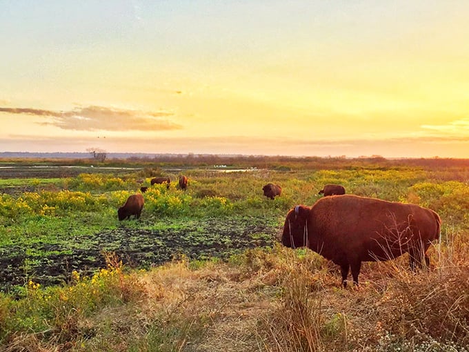 Majestic bison roam freely across Paynes Prairie at sunset, creating a scene more reminiscent of the Great Plains than typical Florida landscapes.