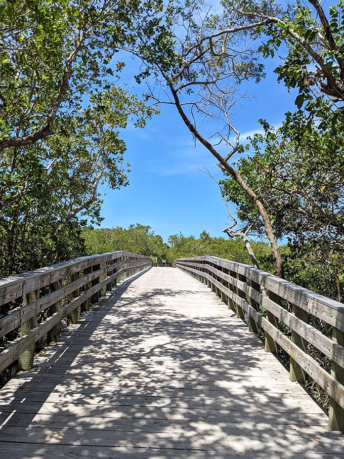 Nature's boardwalk through paradise. This wooden pathway cuts through Captiva's lush mangroves, connecting visitors to hidden pockets of island serenity.