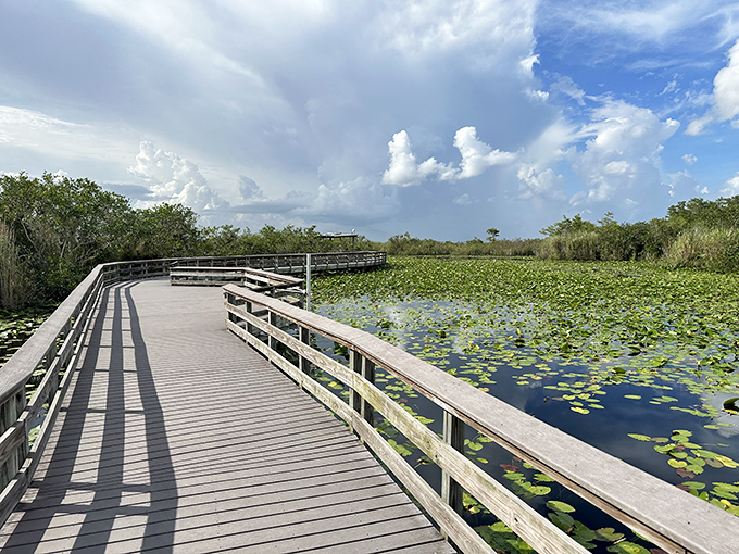 A wooden boardwalk winds through lily pad-covered waters in the Everglades, inviting visitors to explore this unique ecosystem at their own pace.