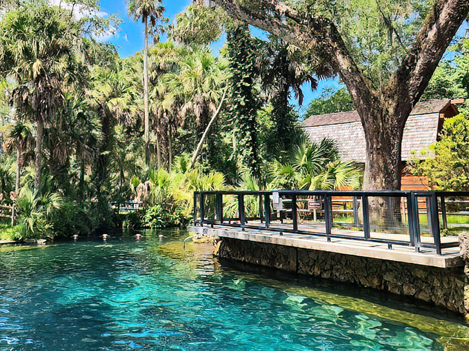 The crystalline blue-green waters of Juniper Springs create nature's perfect swimming pool, framed by palms and cypress trees.
